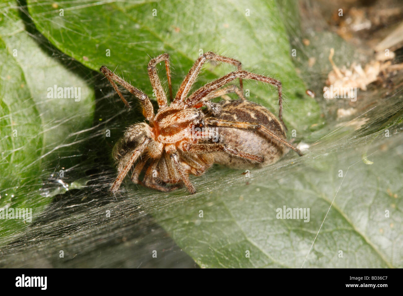 Agelena labyrinthica , Labyrinth Spiders mating in the front of its ...