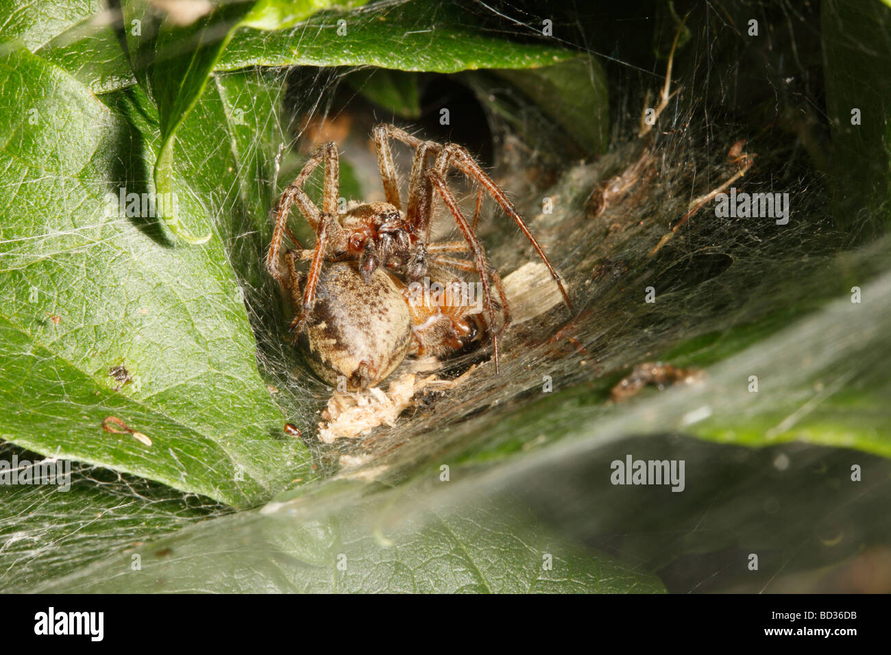 Agelena labyrinthica , Labyrinth Spiders mating in the front of its ...