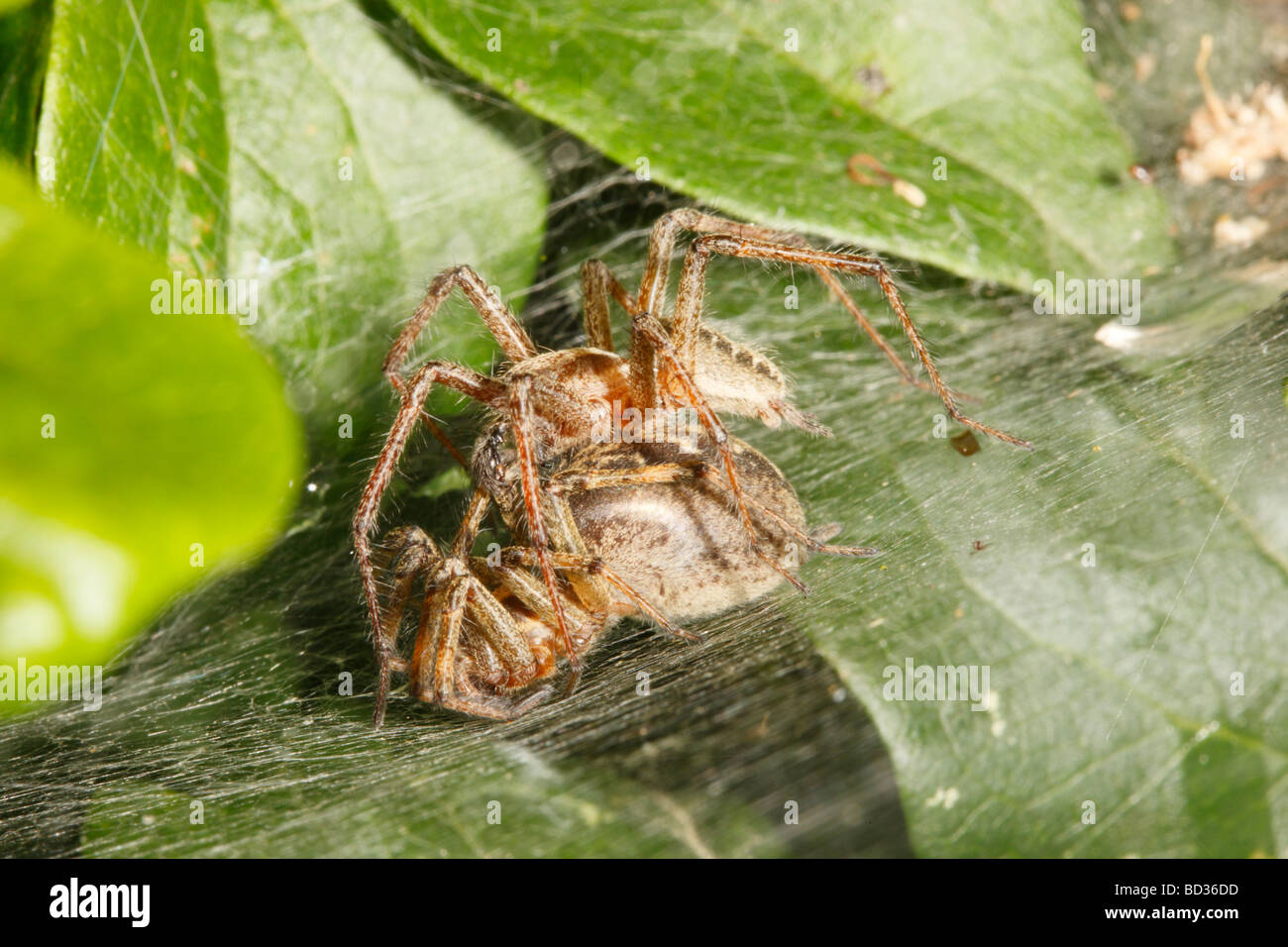 Mating Labyrinth spiders Stock Photo - Alamy