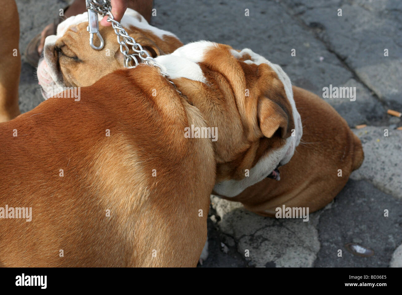 Fat bulldog hi-res stock photography and images - Alamy