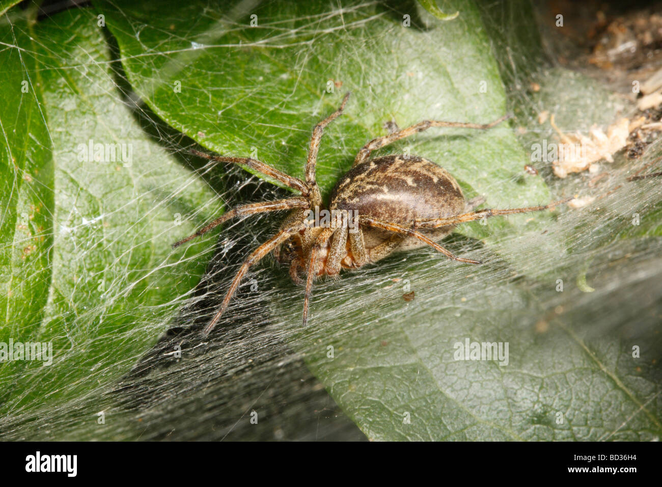Agelena labyrinthica , Labyrinth Spider in the front of its nest Stock ...