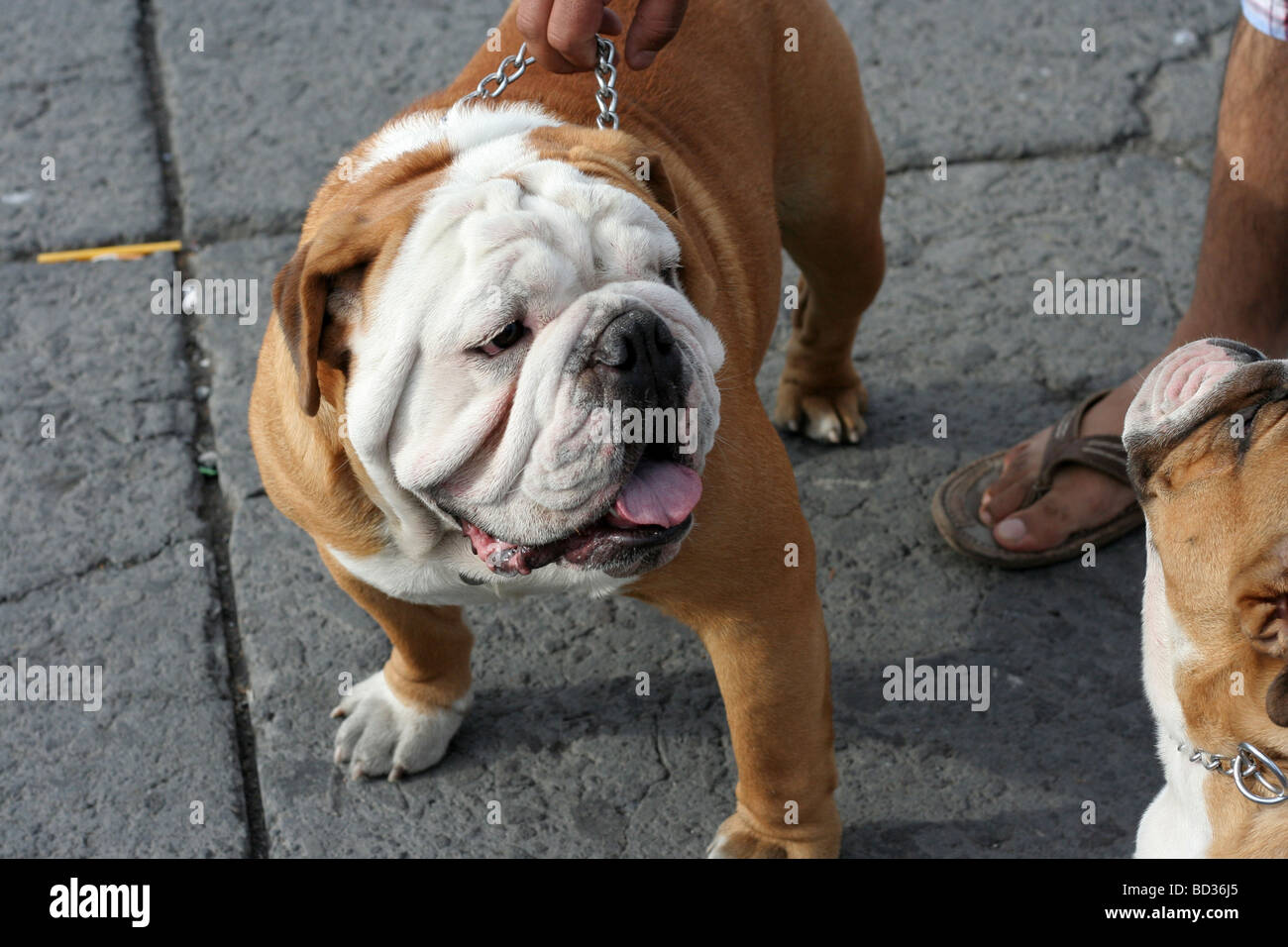 Are Female Bulldogs More Aggressive