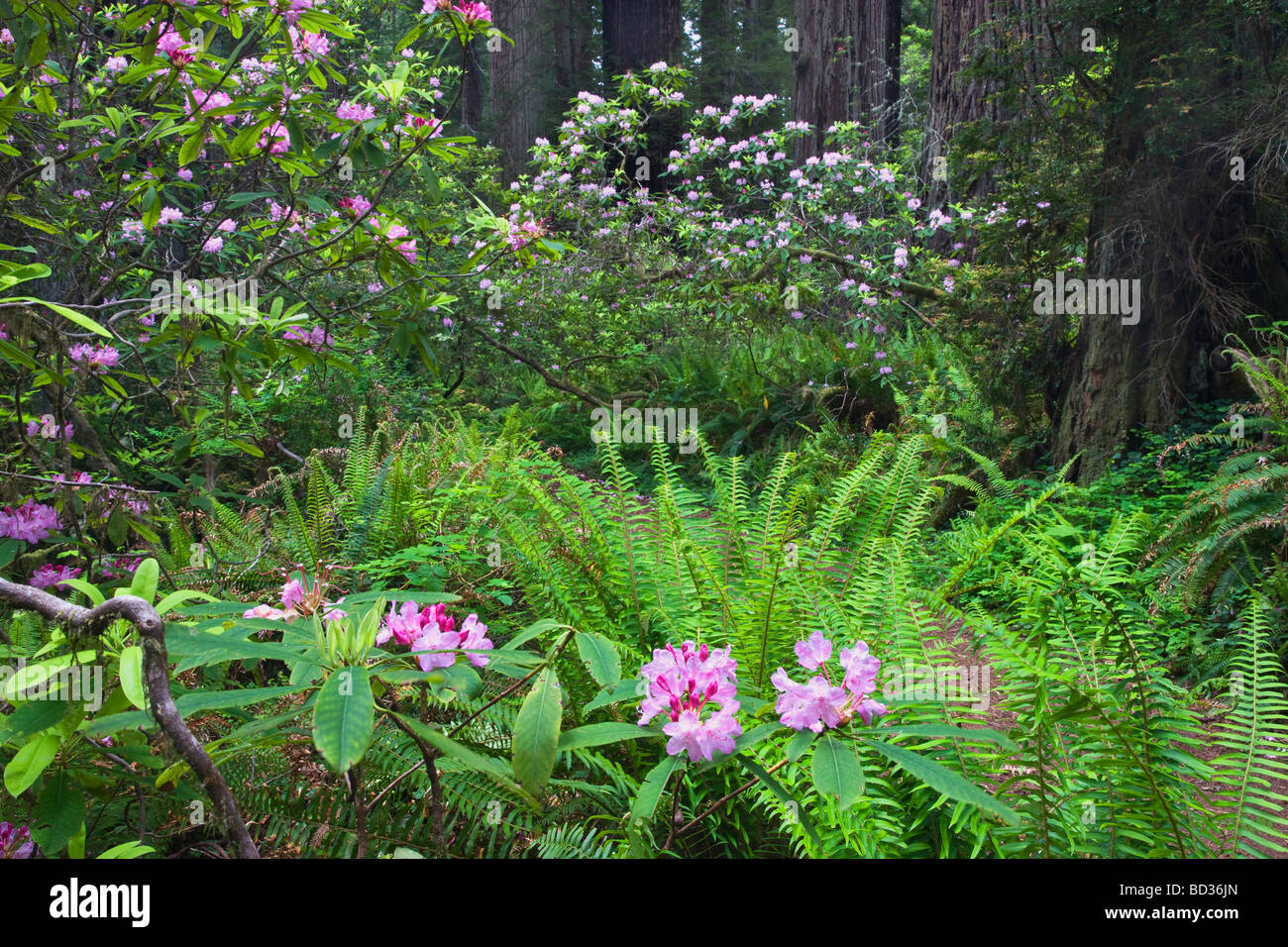 Rhododendrons flowering, Redwood Forest Stock Photo - Alamy