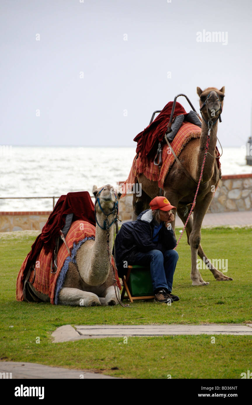 Two camels with their owner await costumers wanting camel rides on the ...