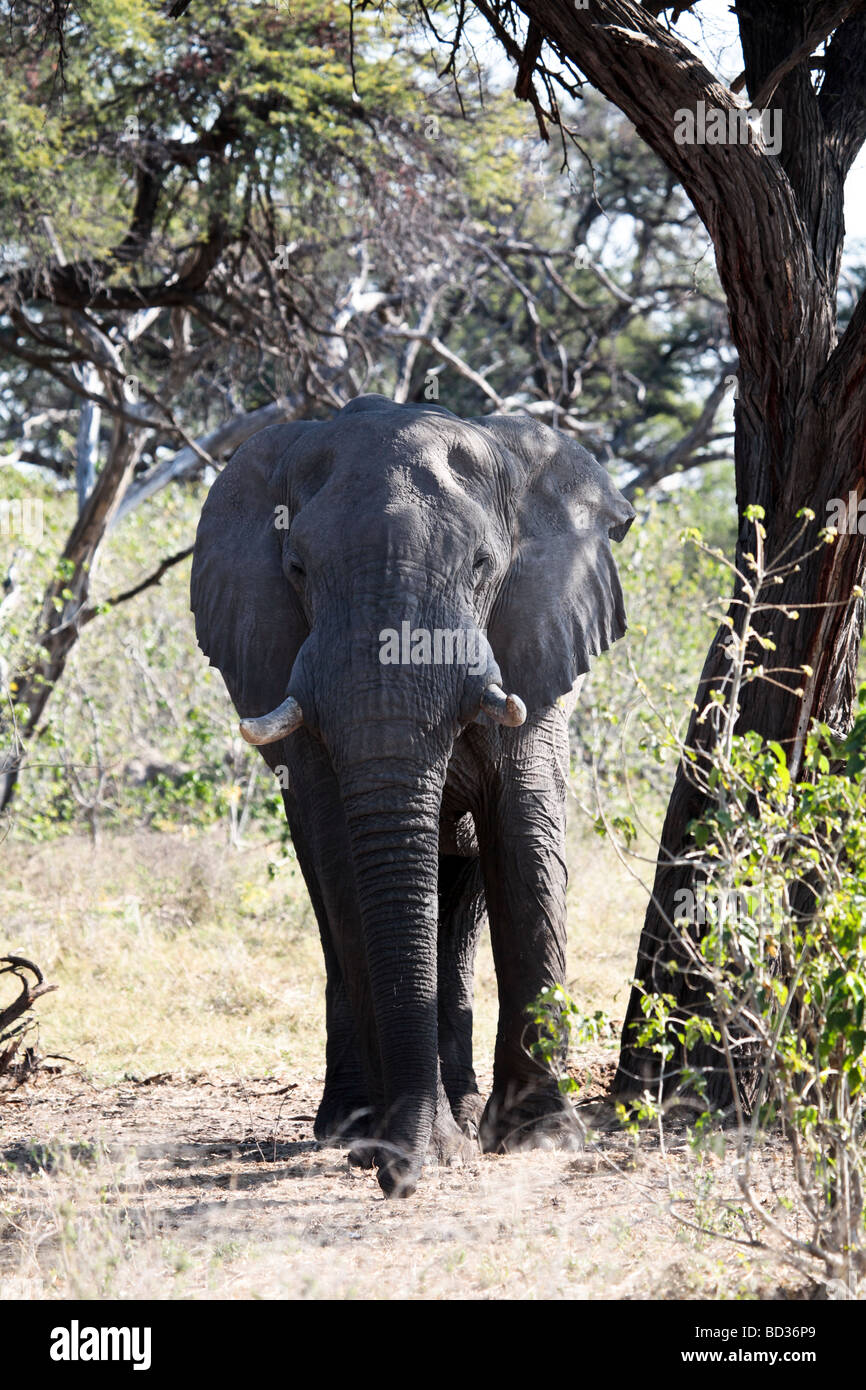 Young male African Elephant peeking through bush in Moremi Game Reserve ...