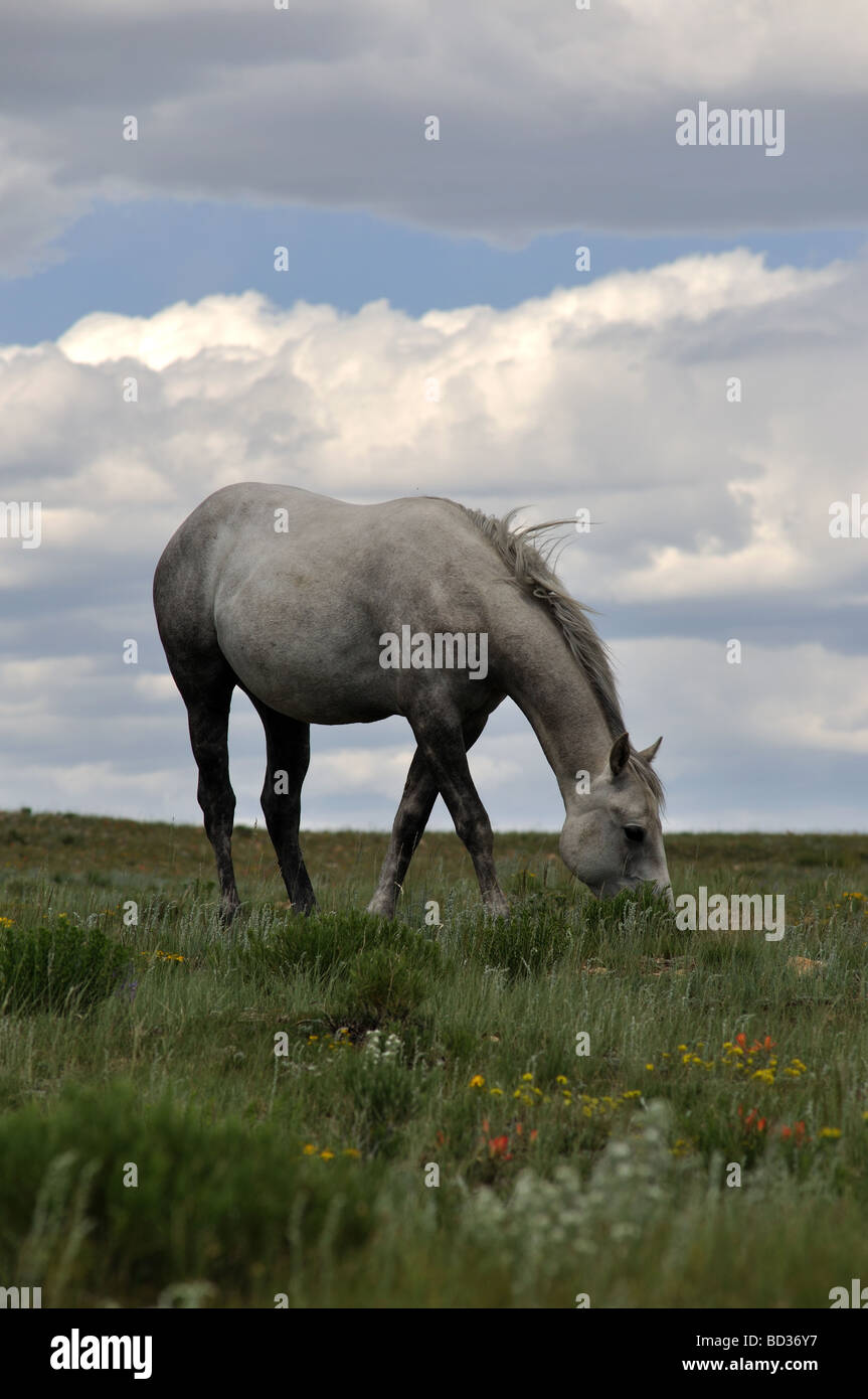horse (Equus ferus caballus Stock Photo - Alamy