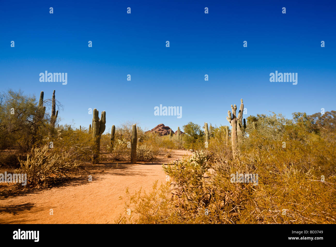 Desert blue sky bushes hi-res stock photography and images - Alamy