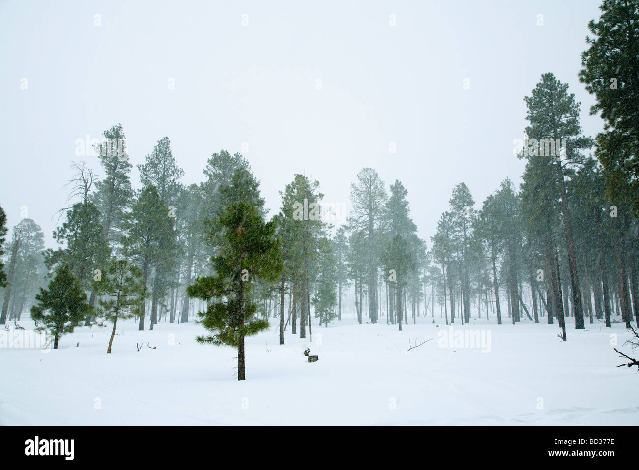 Storm forest sky hi-res stock photography and images - Alamy
