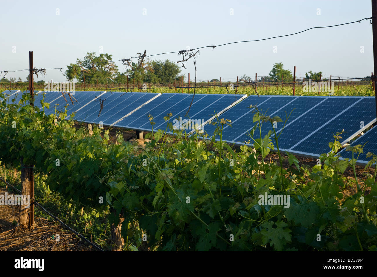 Green vines in vineyard hi-res stock photography and images - Alamy