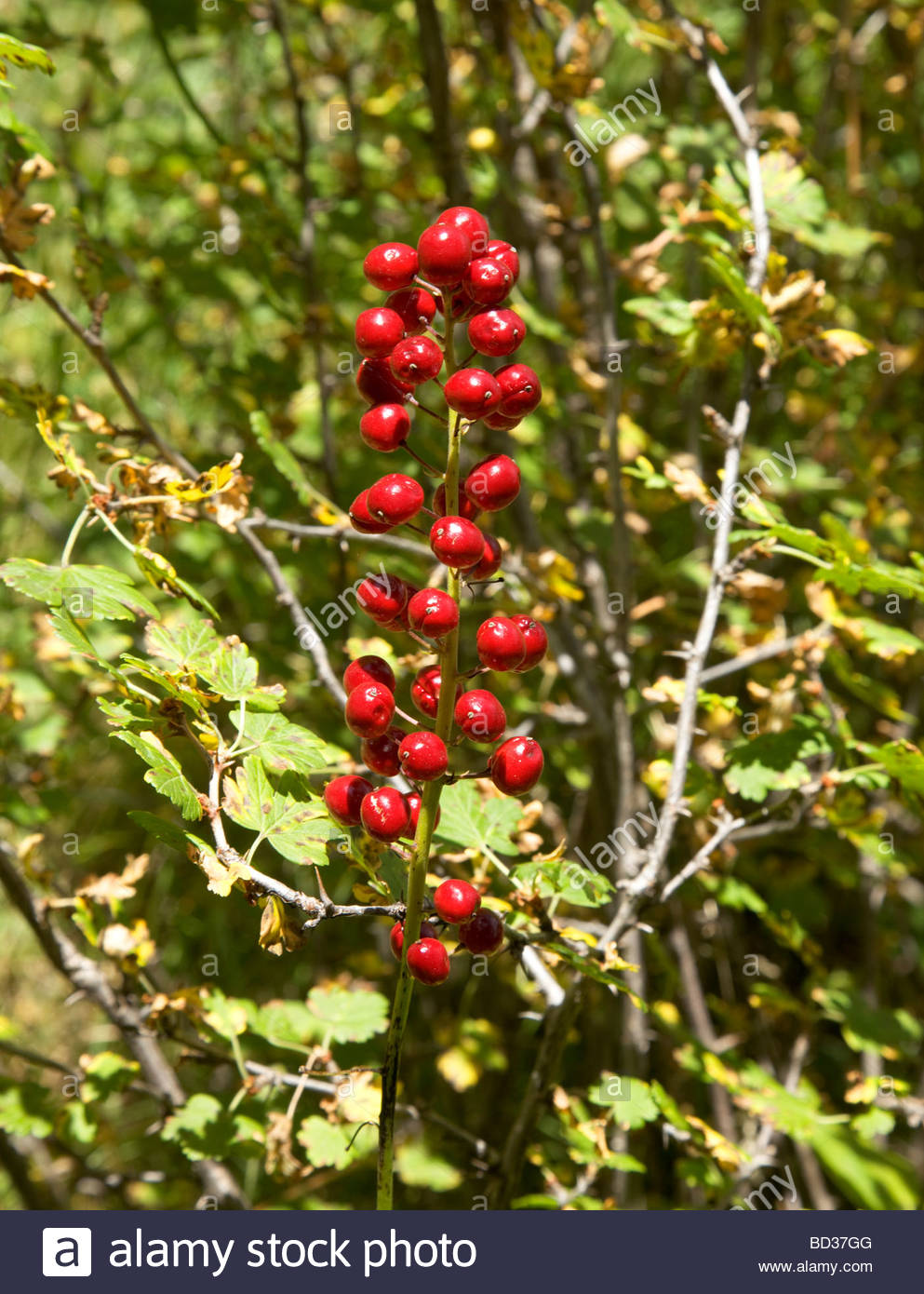 Poisonous Red Berries Stock Photos & Poisonous Red Berries Stock Images ...