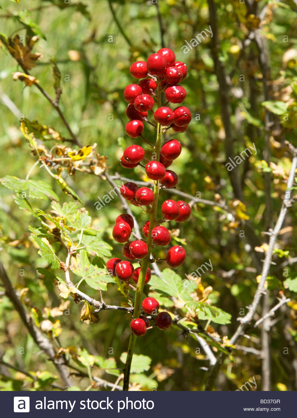 Poisonous Red Berries Stock Photos & Poisonous Red Berries Stock Images ...