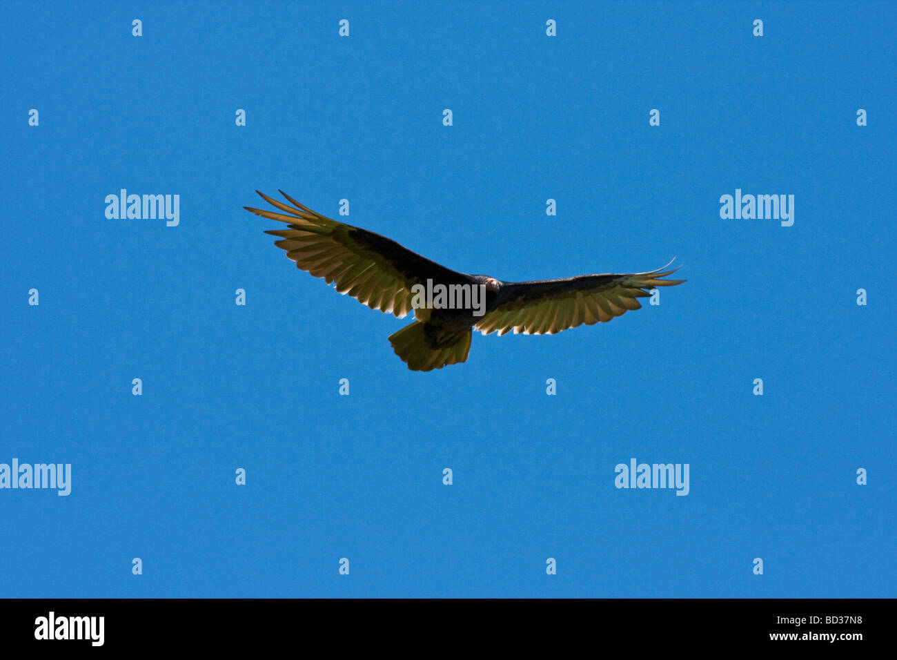 Turkey hawk hi-res stock photography and images - Alamy