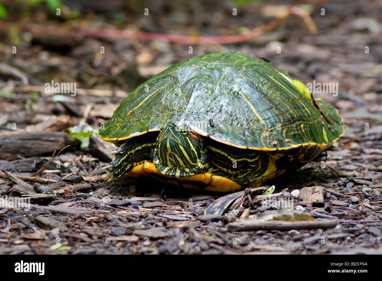 Stripes turtle hi-res stock photography and images - Alamy