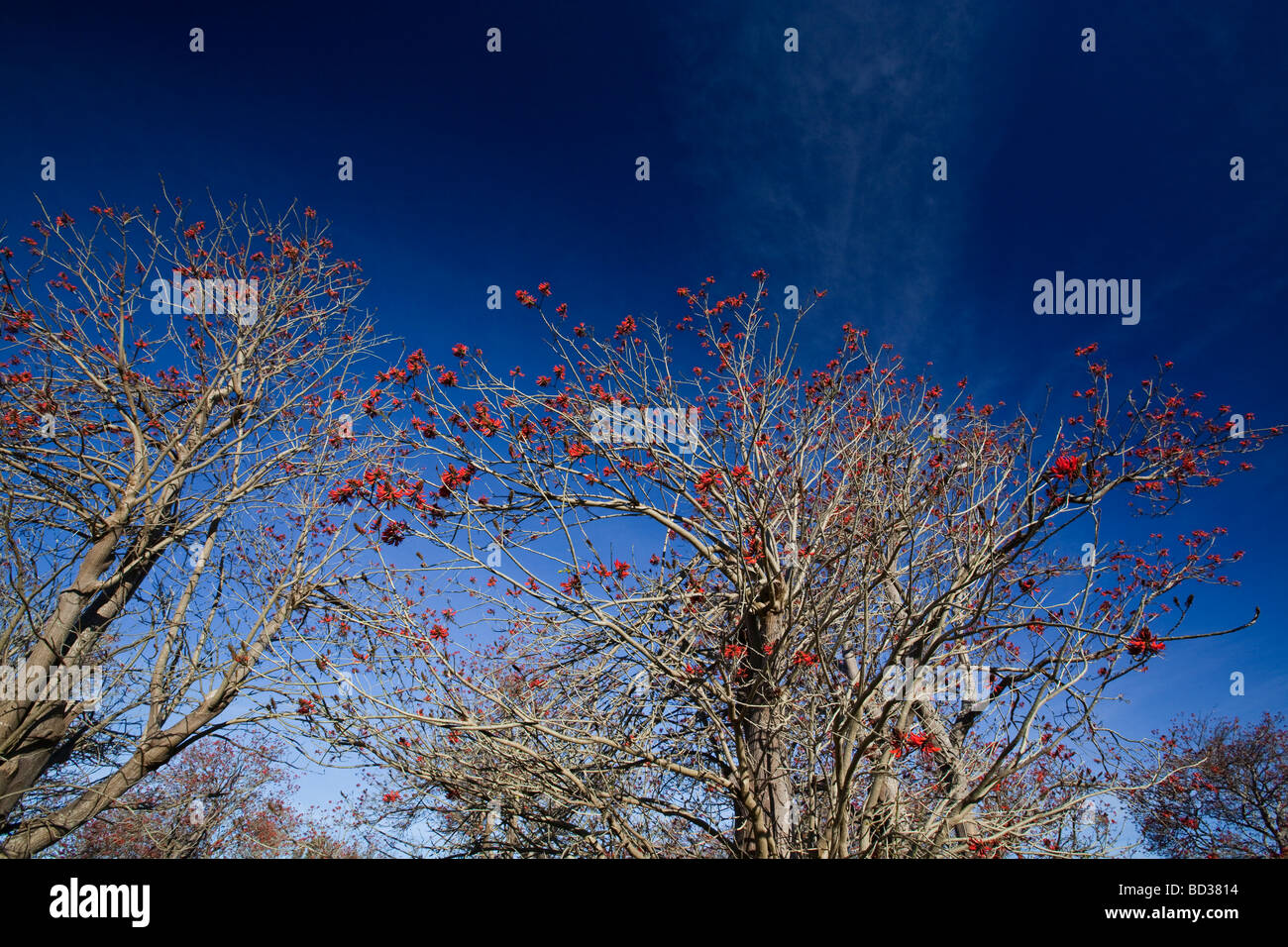 Red flowering trees hi-res stock photography and images - Alamy