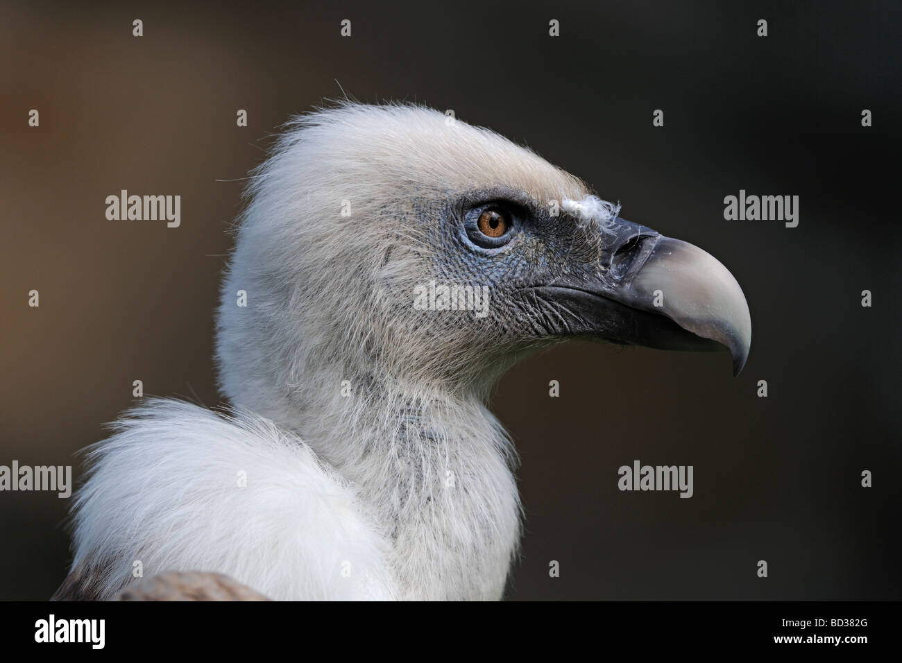 Vulture Face Portrait High Resolution Stock Photography and Images - Alamy