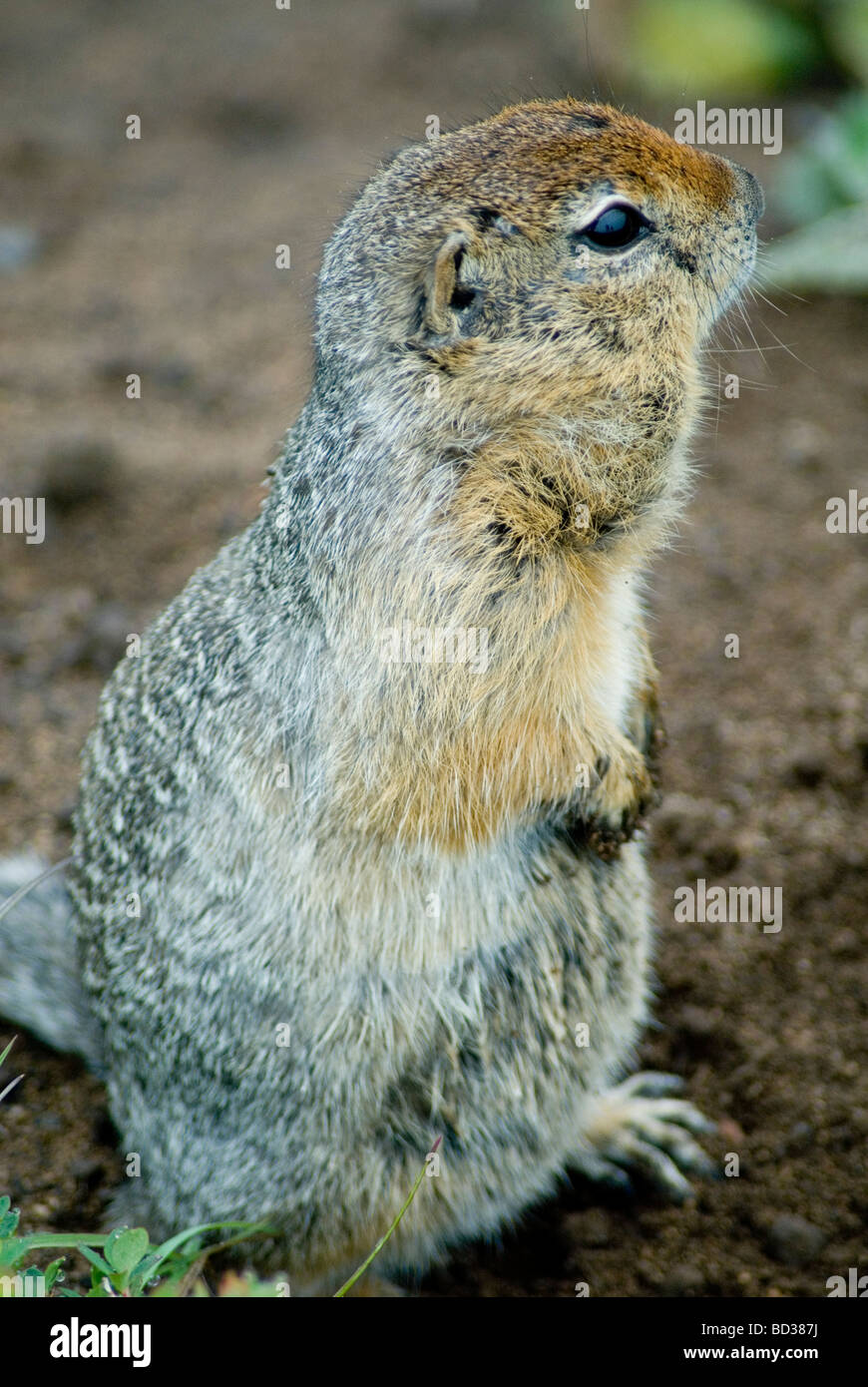 Arctic ground squirrel hi-res stock photography and images - Alamy