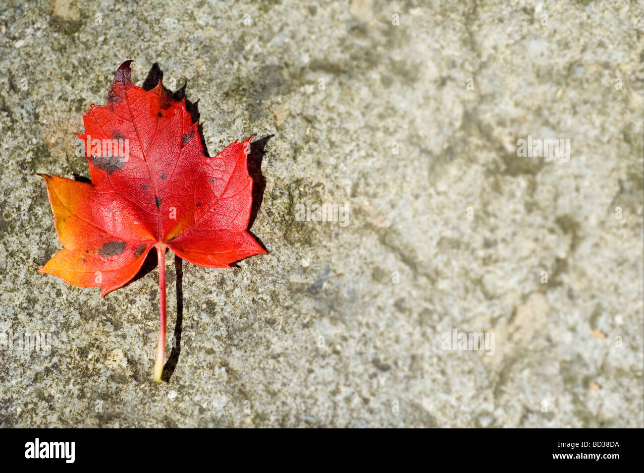 Single red maple leaf with lots of copy space Stock Photo - Alamy