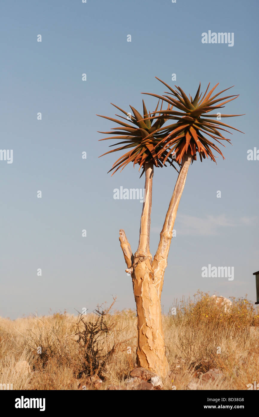 Kalahari plants hi-res stock photography and images - Alamy