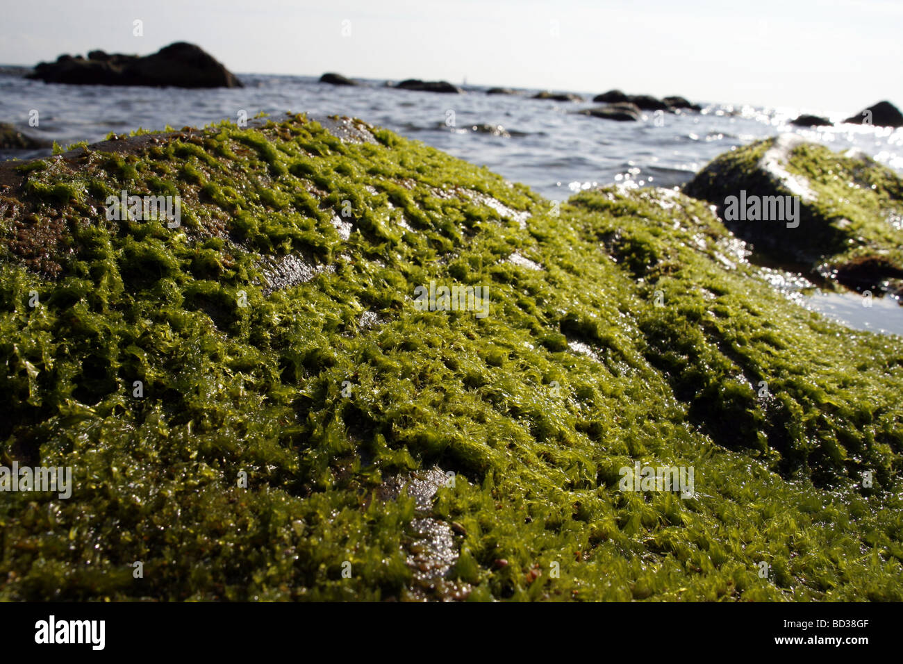 algae sea weed on coast line by beach Stock Photo - Alamy