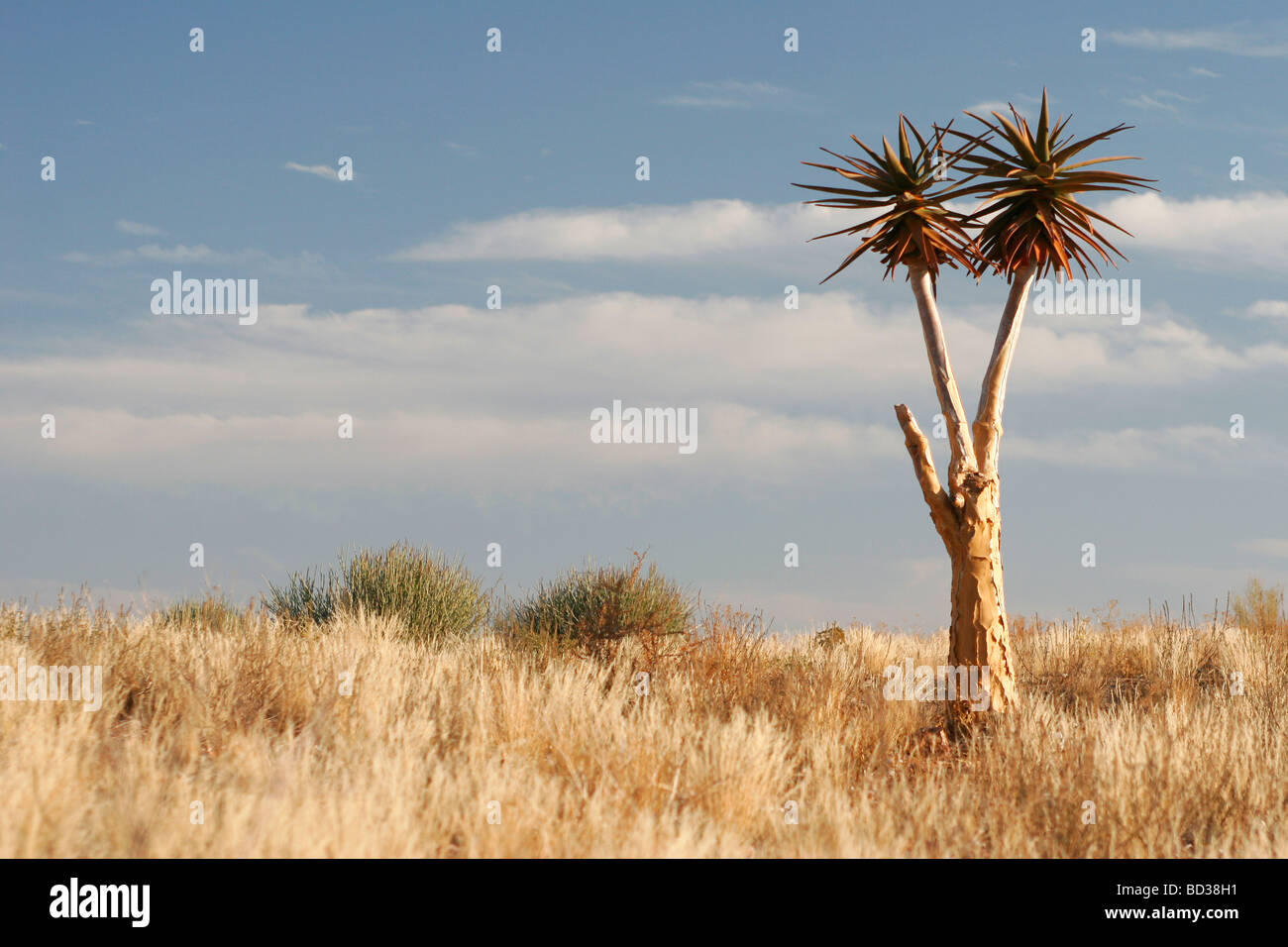 Kalahari desert quiver tree hi-res stock photography and images - Alamy