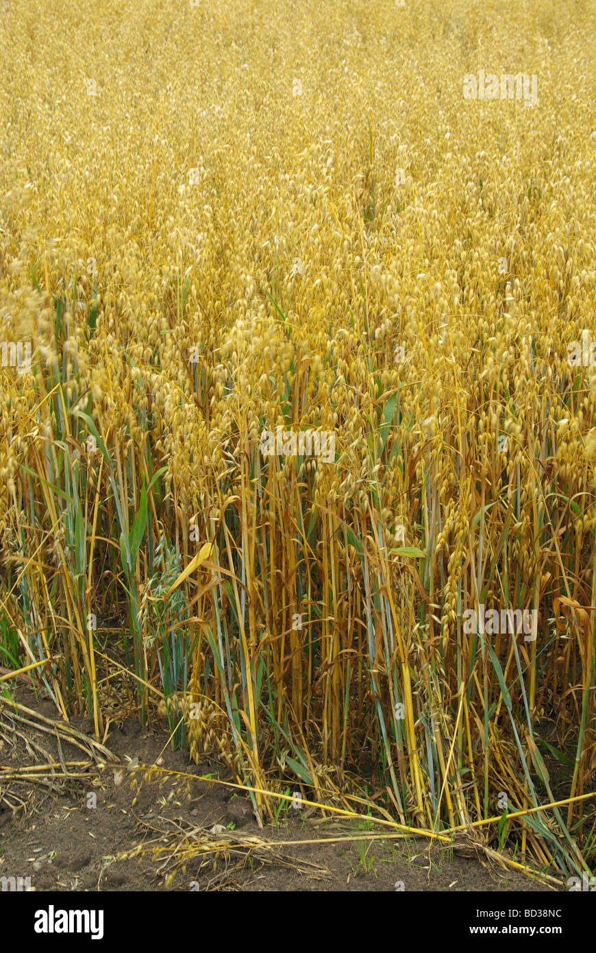Haferfeld oat field 02 Stock Photo - Alamy
