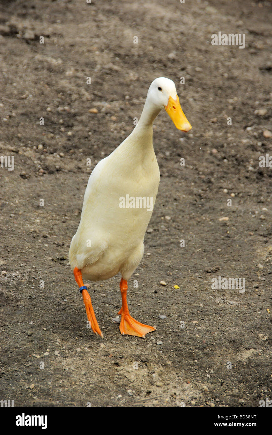 Indian runner duck hi-res stock photography and images - Alamy