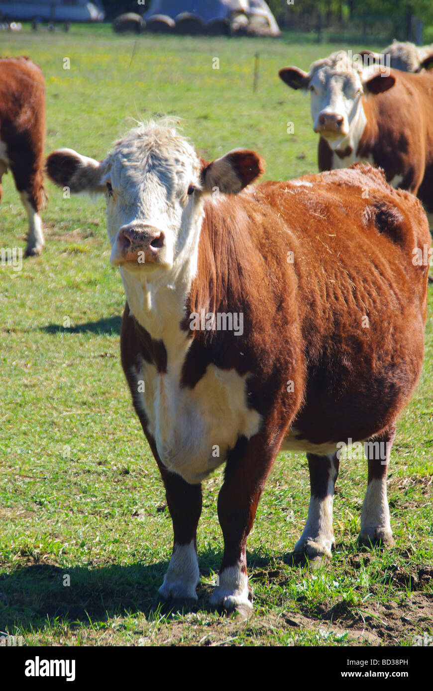 Rind cow 34 Stock Photo - Alamy