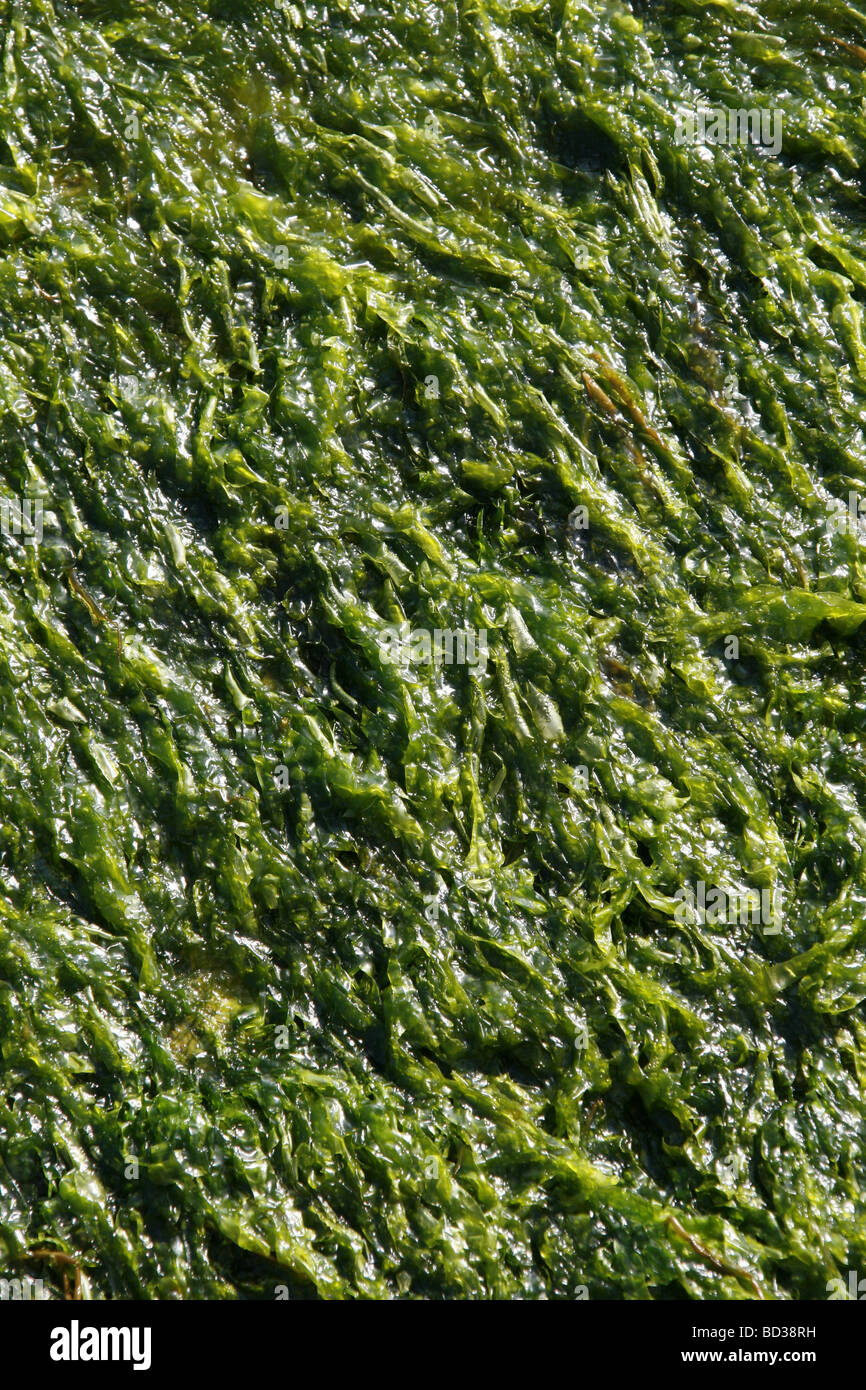 algae sea weed on coast line by beach Stock Photo - Alamy