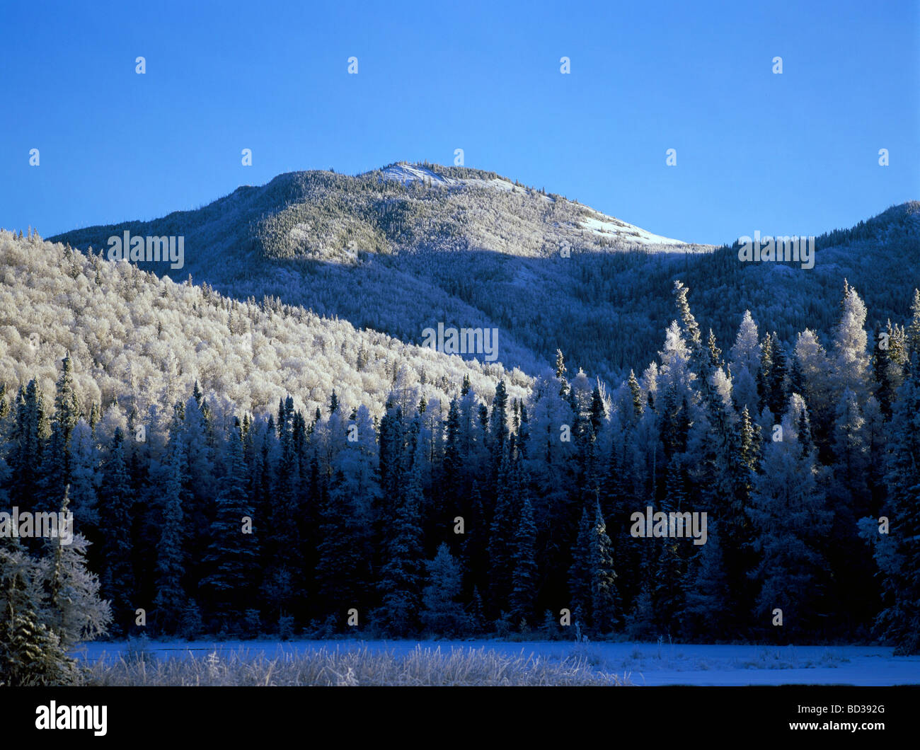 Winter Setting of Frosted Trees in Boreal Forest in Liard River Hot ...