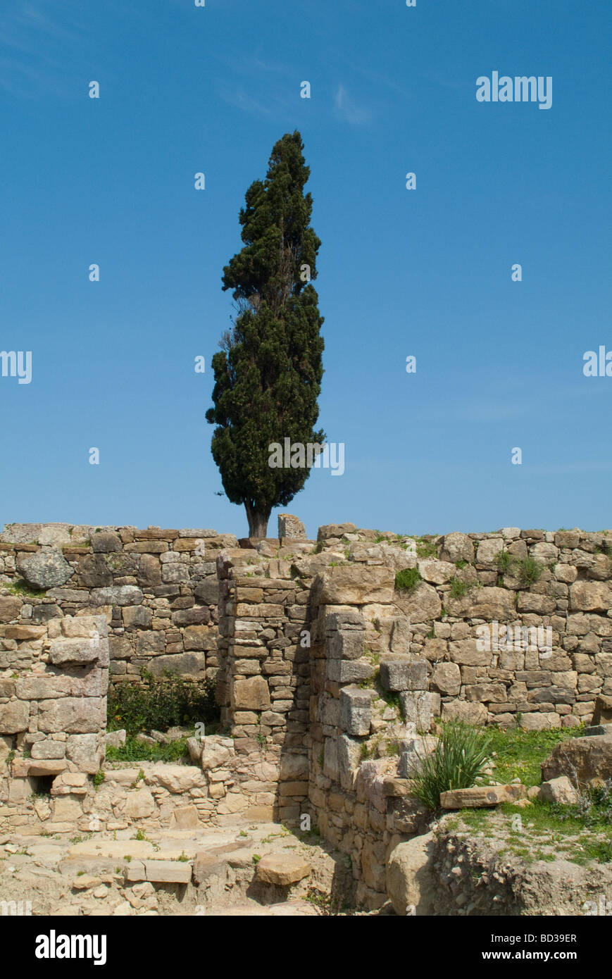 Cypress tree at the Roman ruins of Lixus near Larache Morocco Stock ...