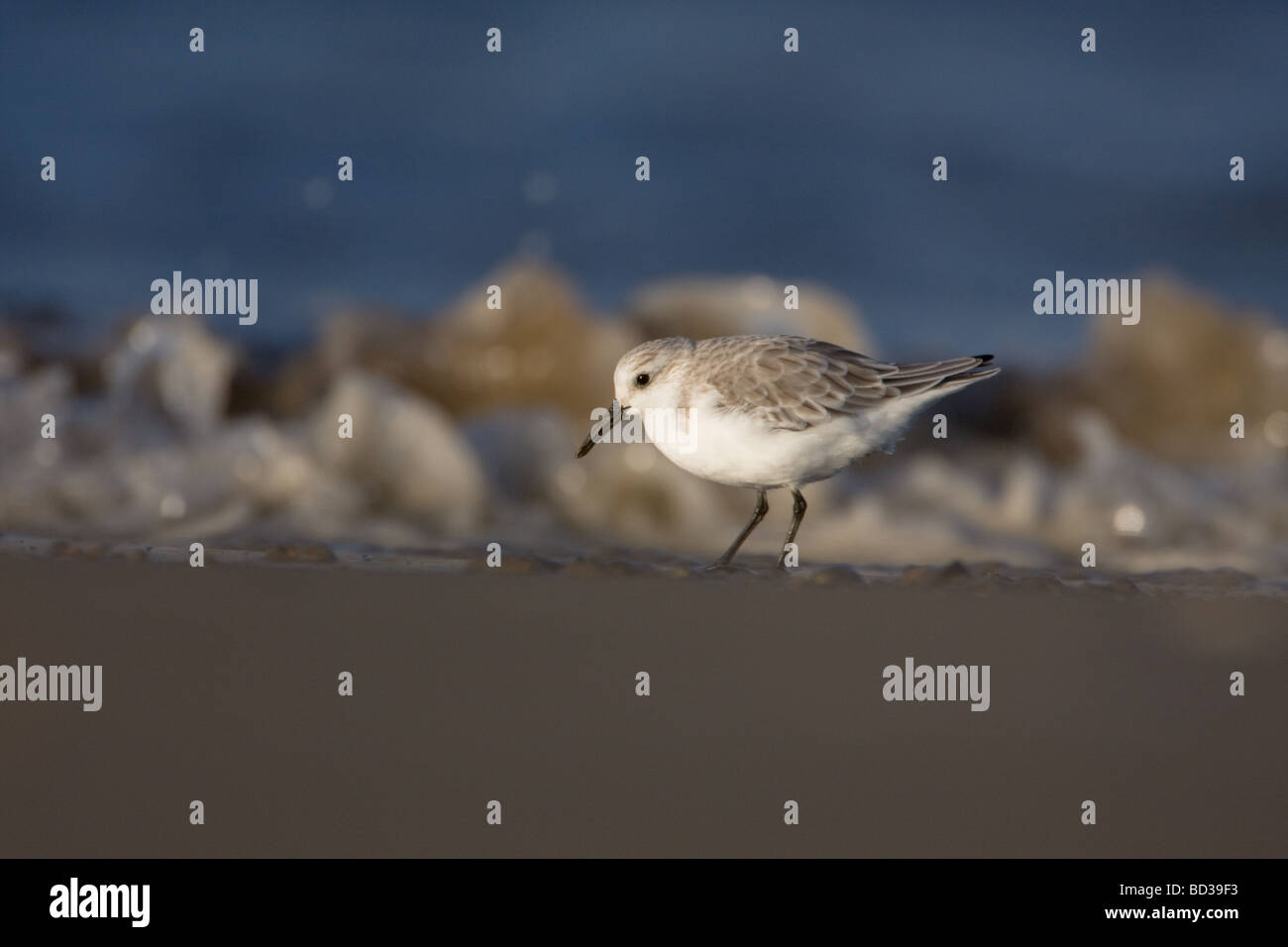 Sanderling, Calidris alba, Norfolk UK Stock Photo - Alamy