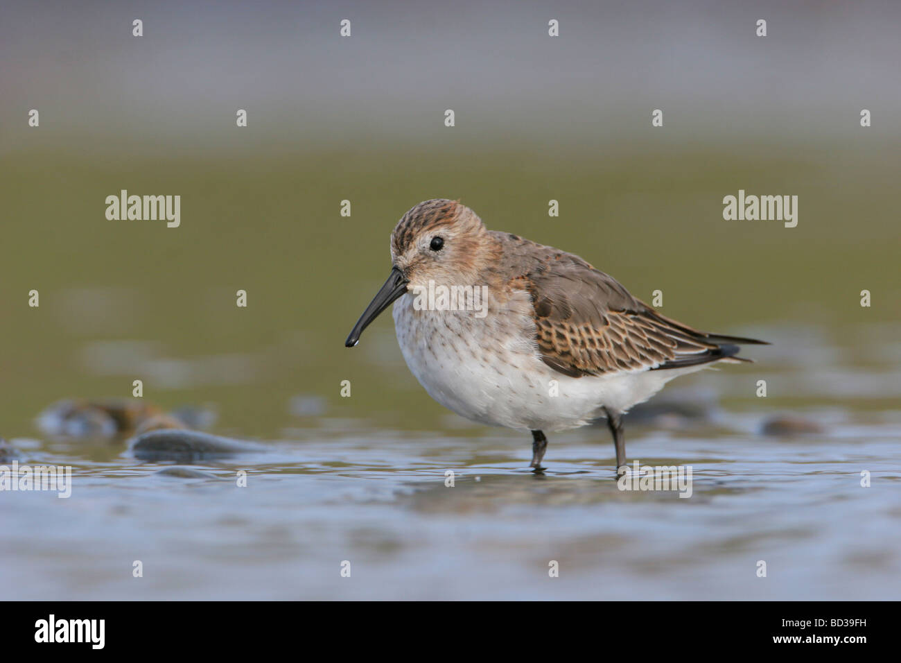 Dunlin, Calidris alpina, Norfolk, UK Stock Photo - Alamy