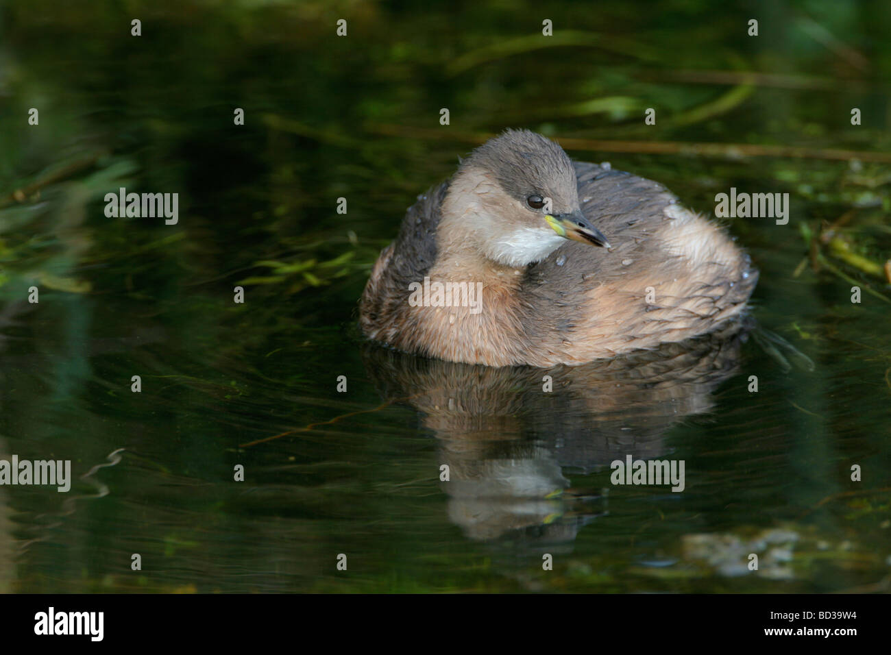 Little Grebe, Tachybaptus ruficollis, Dabchick, Norfolk UK Stock Photo ...