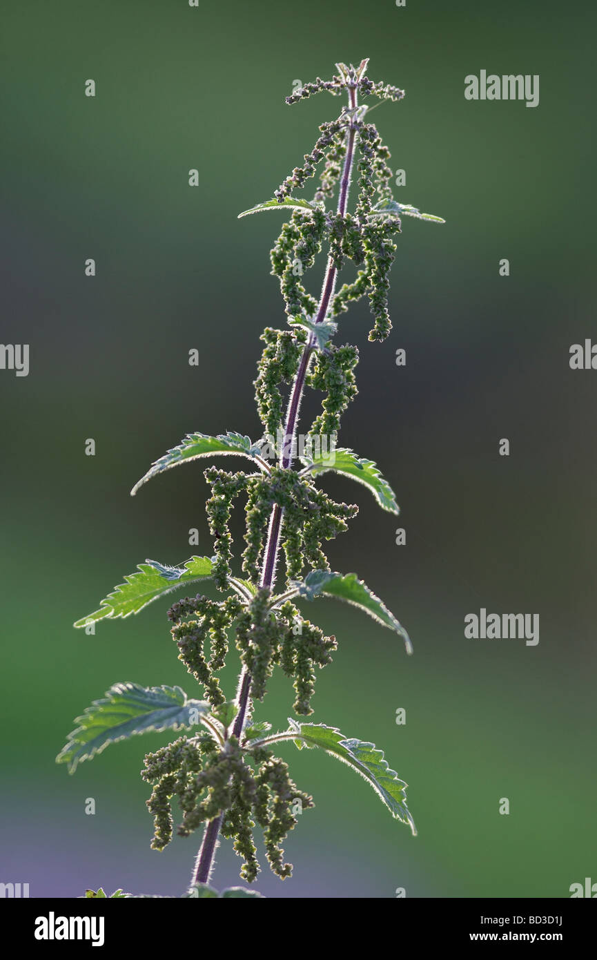 Nettle Family Stock Photos & Nettle Family Stock Images - Alamy