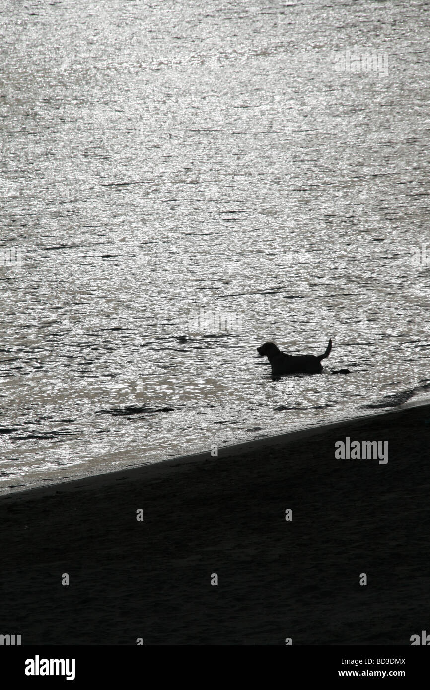 dog walking along beach at dusk Stock Photo - Alamy