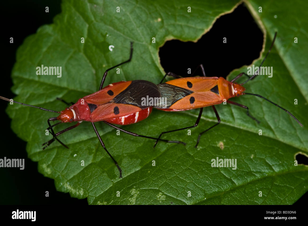 Species of beetles hi-res stock photography and images - Alamy