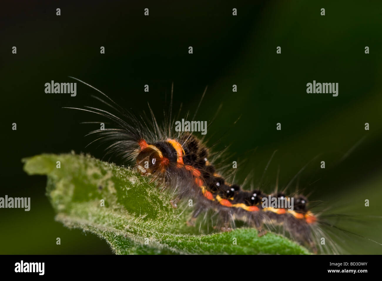 Colorful larva hi-res stock photography and images - Alamy