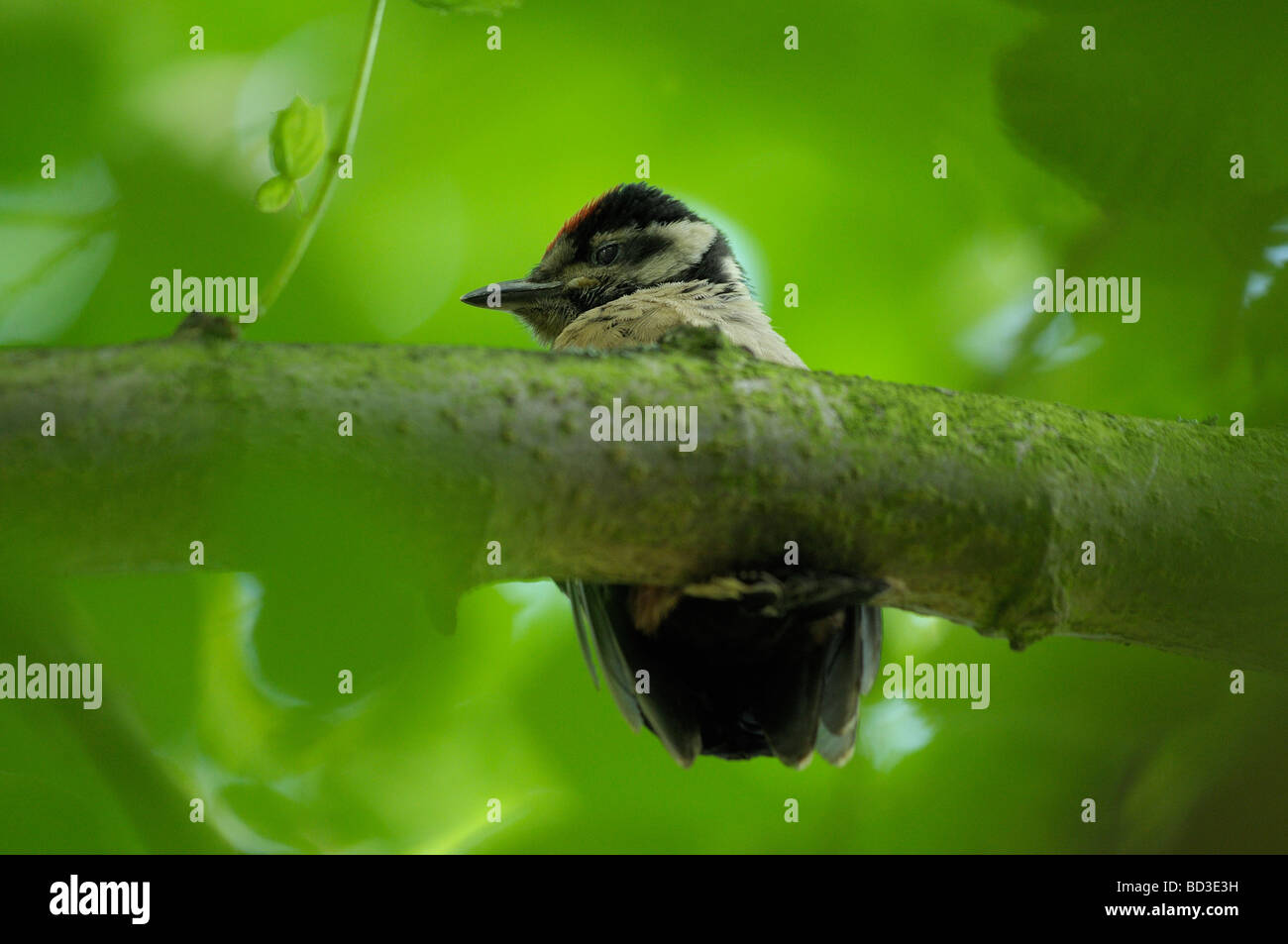 Fledged hi-res stock photography and images - Alamy