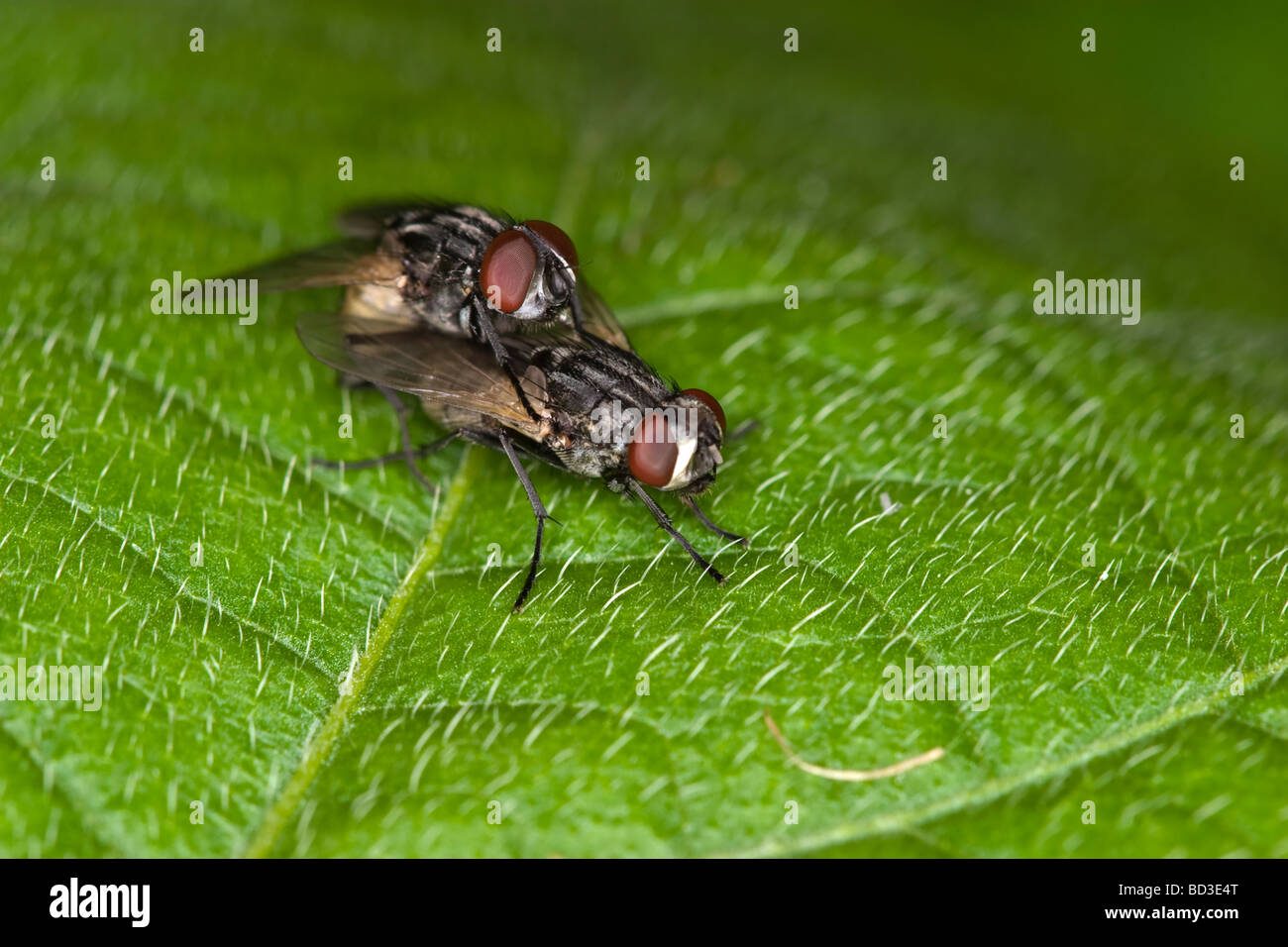 Fruit Flies Mating
