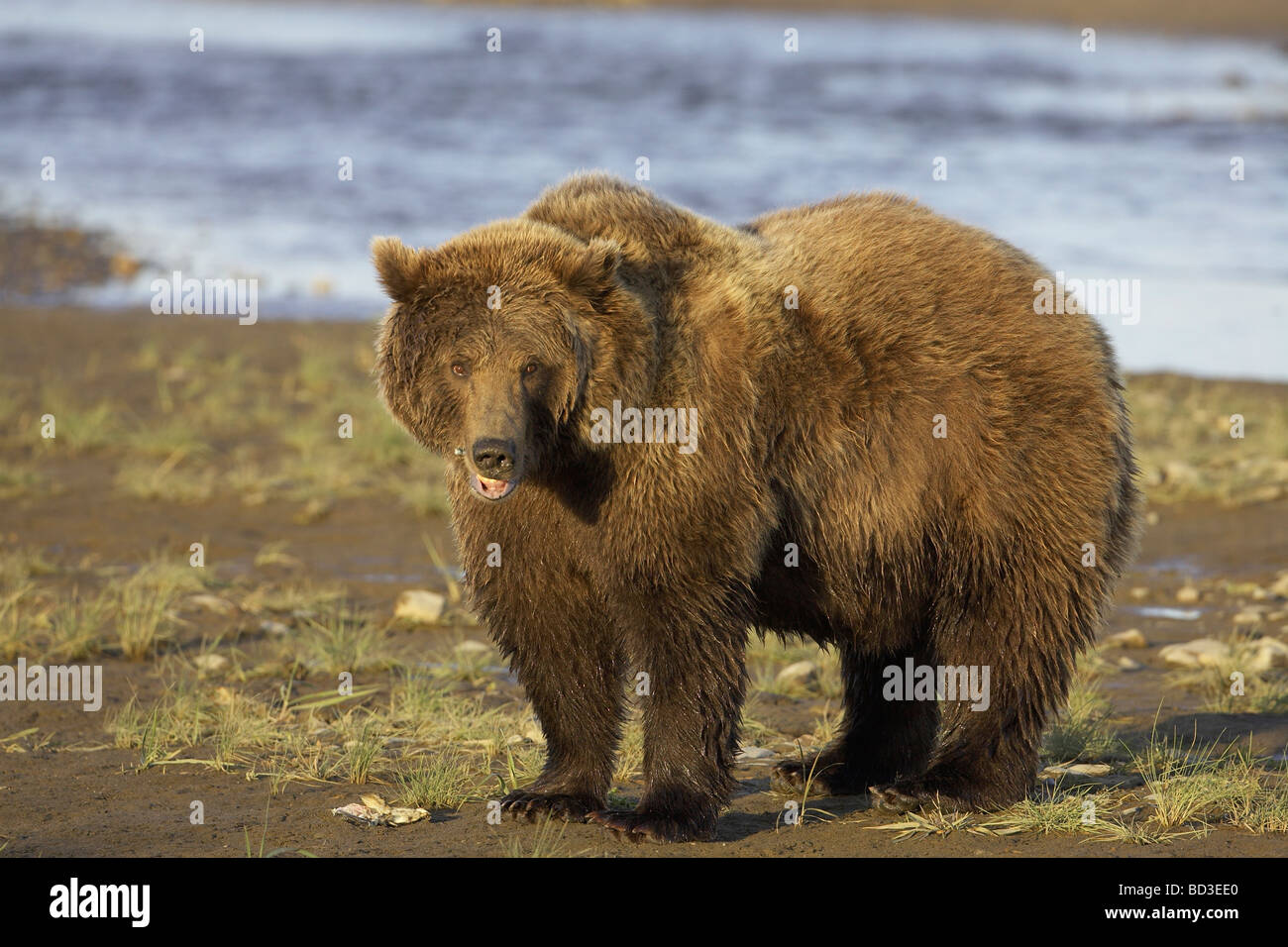 Grizzly Bear (Ursus arctos horribilis), adult standing Stock Photo - Alamy