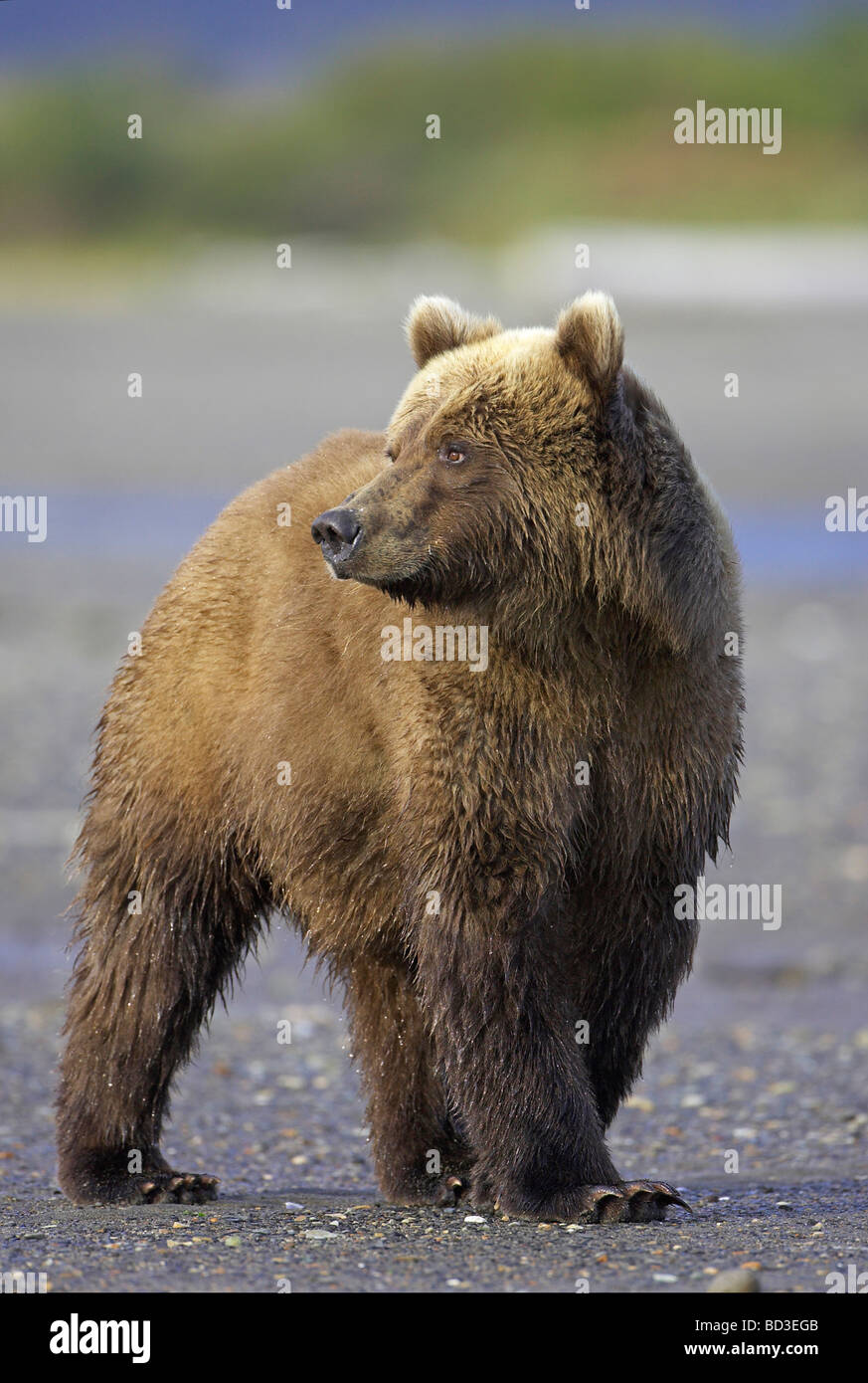 Grizzly Bear (Ursus arctos horribilis Stock Photo - Alamy
