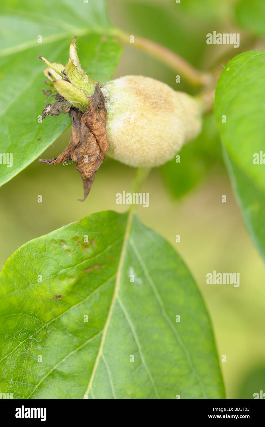 Growing quince hi-res stock photography and images - Alamy