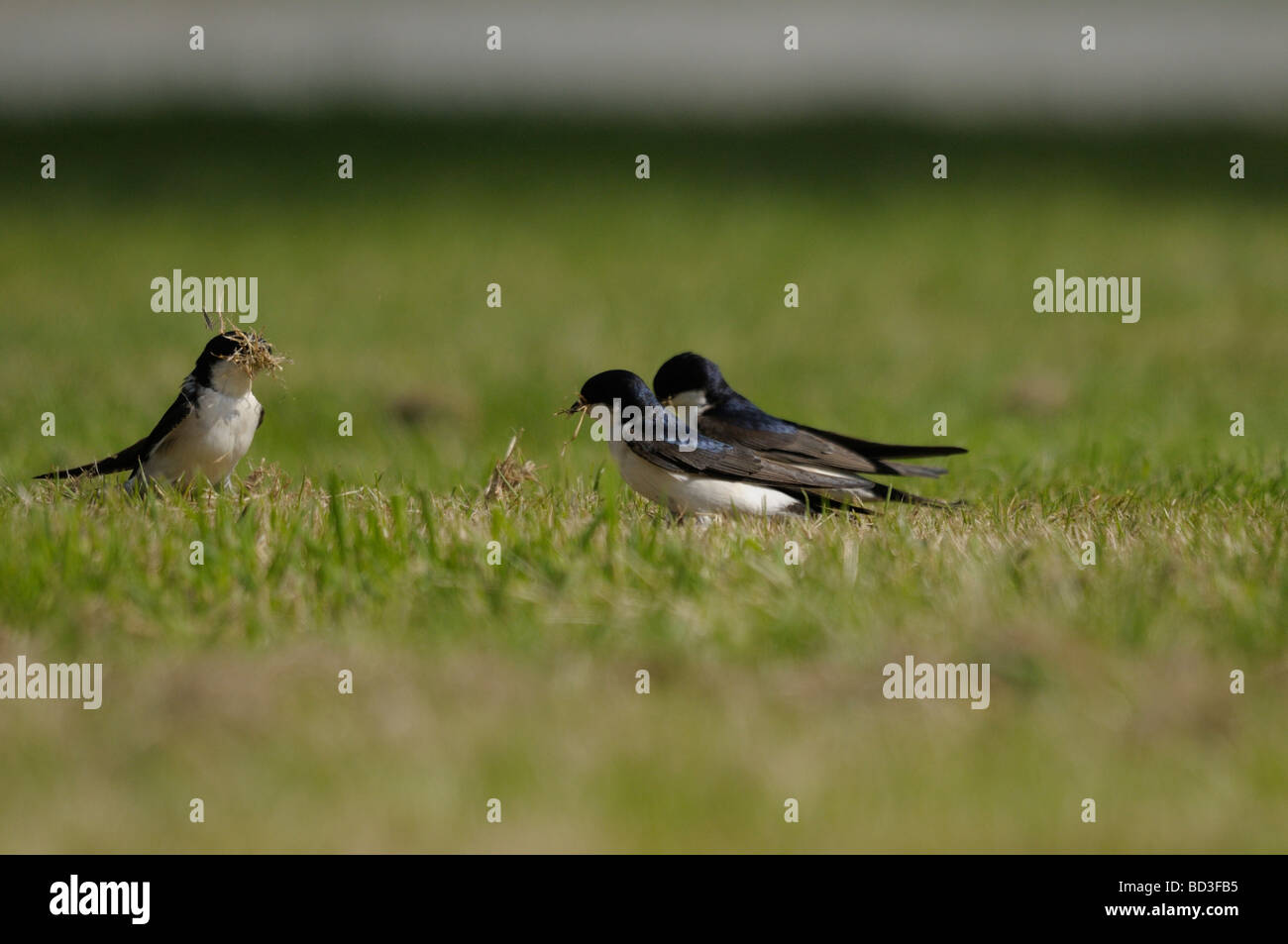 House martins hi-res stock photography and images - Alamy