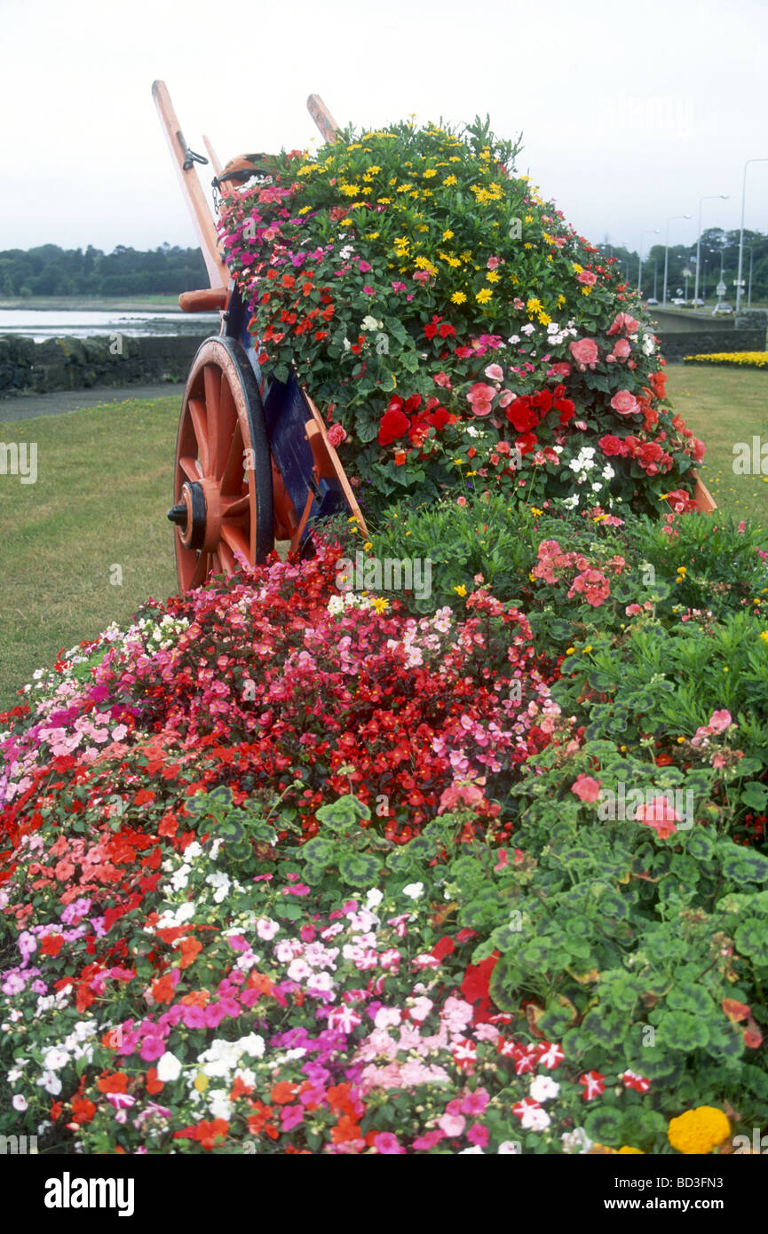 spectacular floral display in a painted cart at Carrickfergus in County ...
