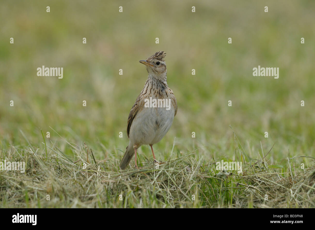 The skylark of space hi-res stock photography and images - Alamy