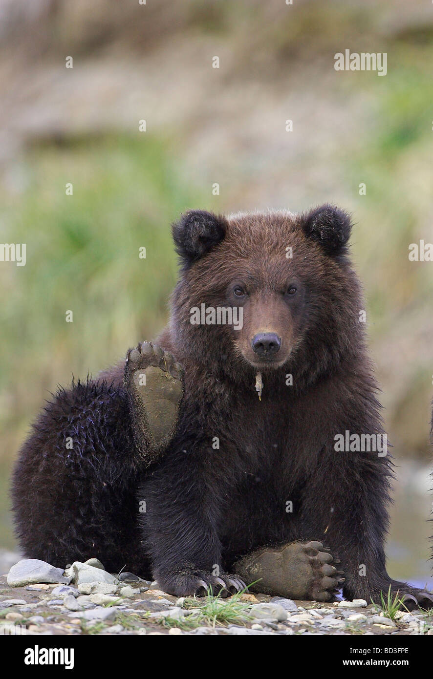 Grizzly Bear Ursus Arctos Horribilis Cub Sitting With Hind Paw