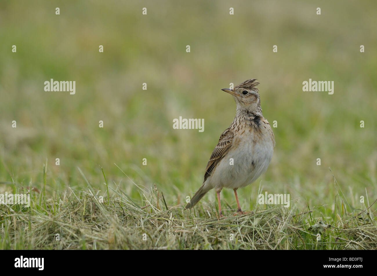The skylark of space hi-res stock photography and images - Alamy