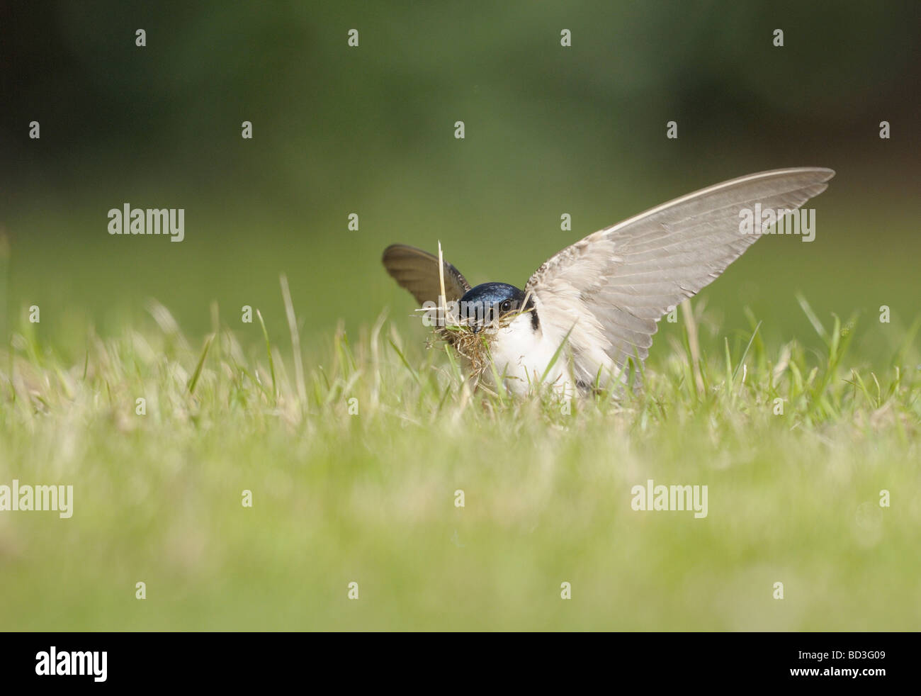 A House Martin gathering nest material from a lawn Stock Photo - Alamy