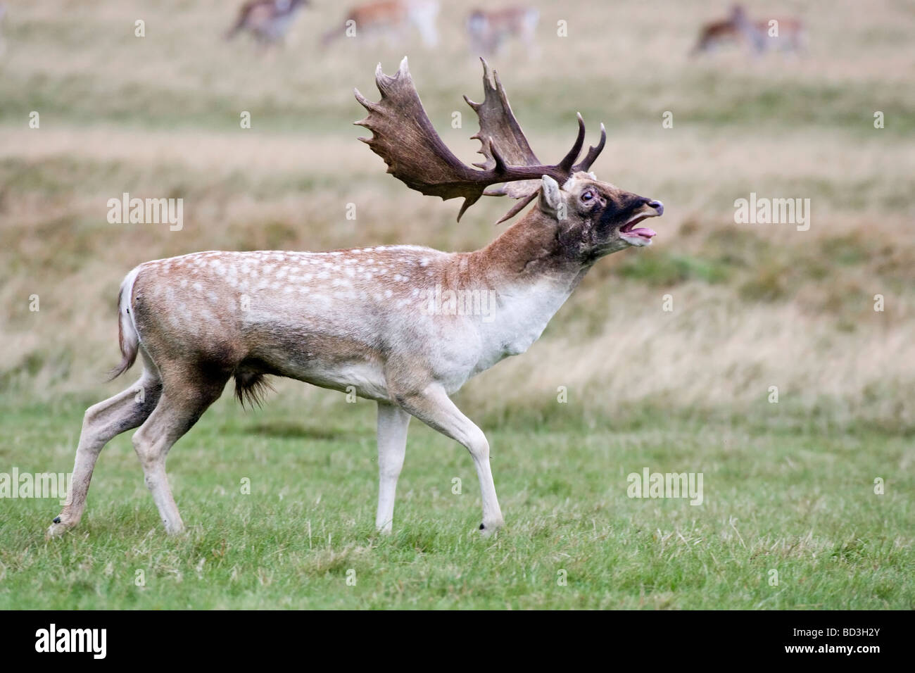 Alpha deer hi-res stock photography and images - Alamy