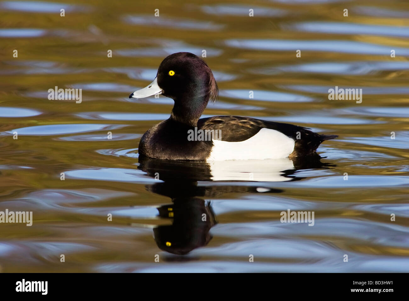Tuftie hi-res stock photography and images - Alamy